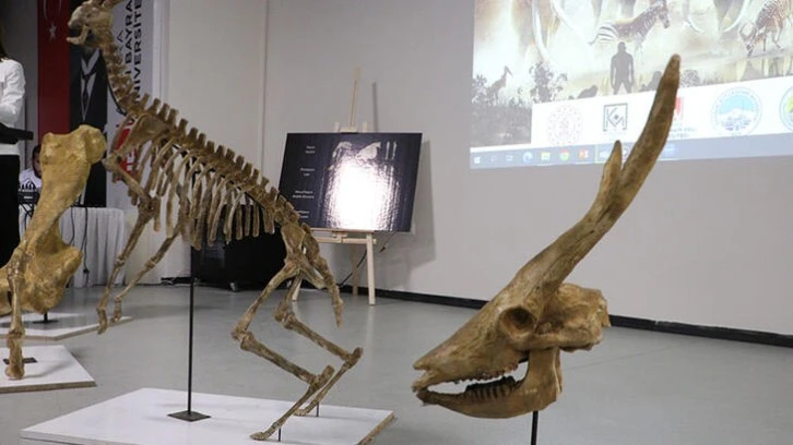 Türkiye'nin İlk Paleontoloji Müzesi Açılıyor - Sivas Haberleri Türkiye'nin İlk Paleontoloji Müzesi Açılıyor - Sivas Haberleri